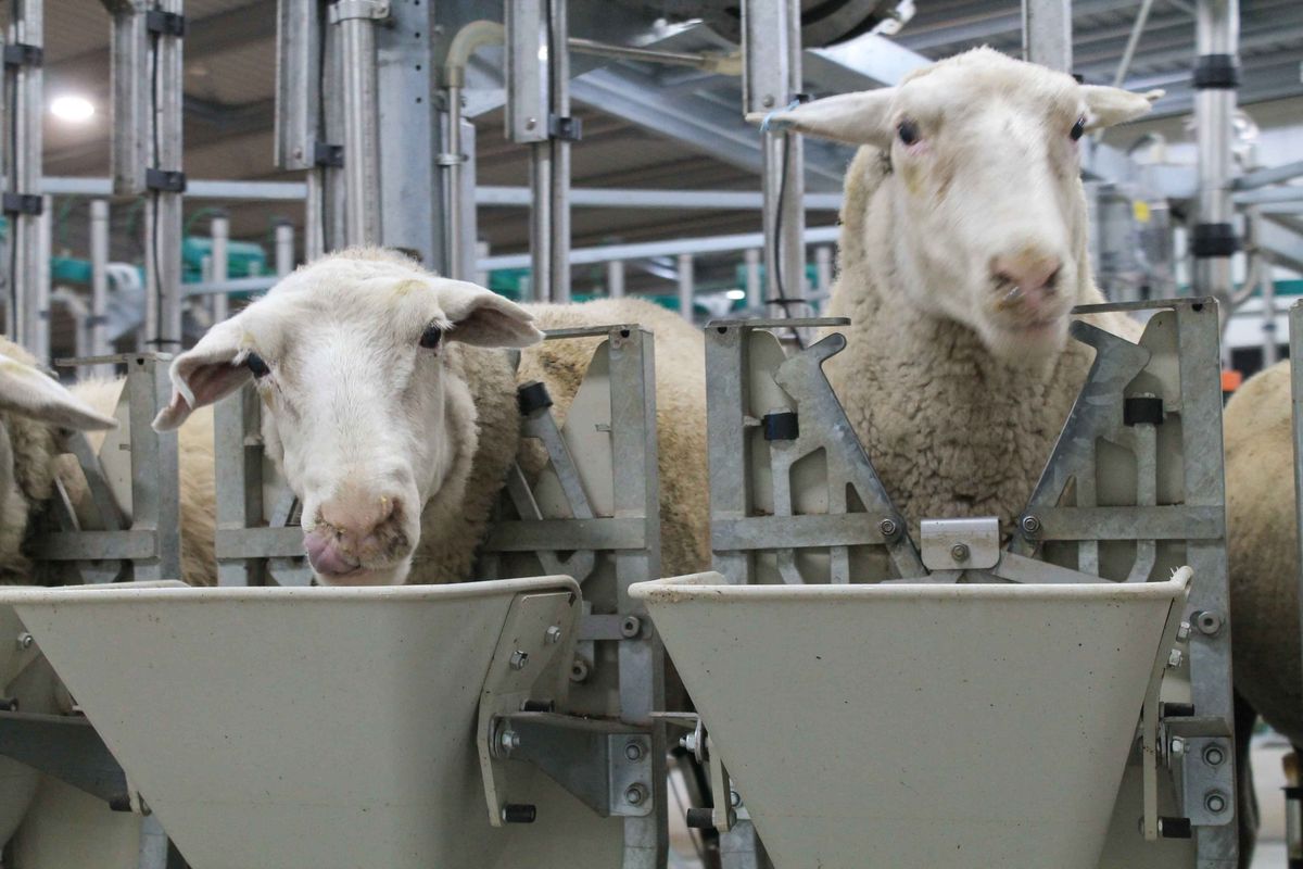 Rumen Health Boost for Goats & Sheep | Optimate Kickstart