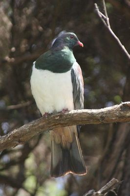 Kererū | Special Species | Living in the Ranges