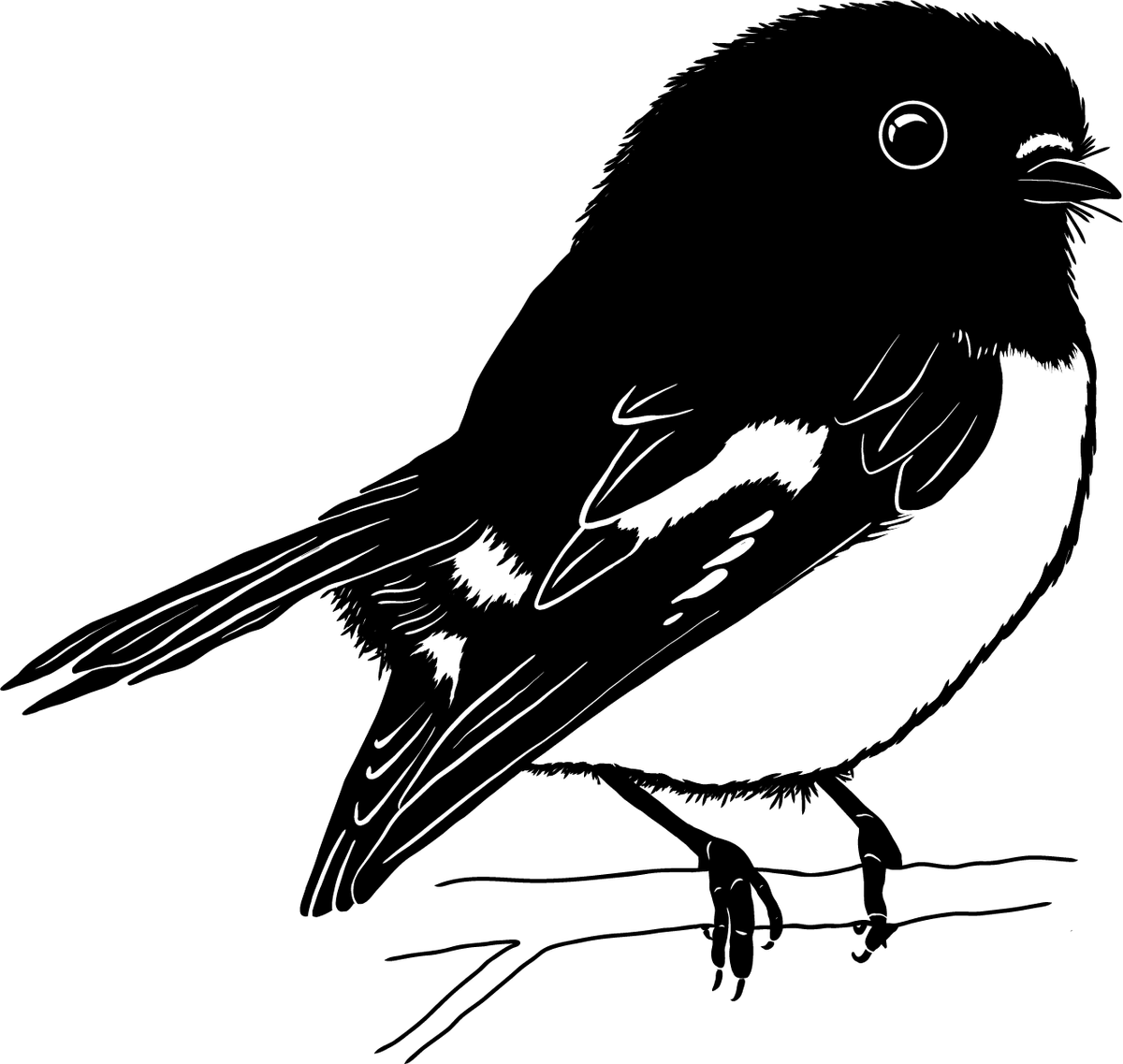 Miromiro Tomtit | Special Species | Living in the Ranges