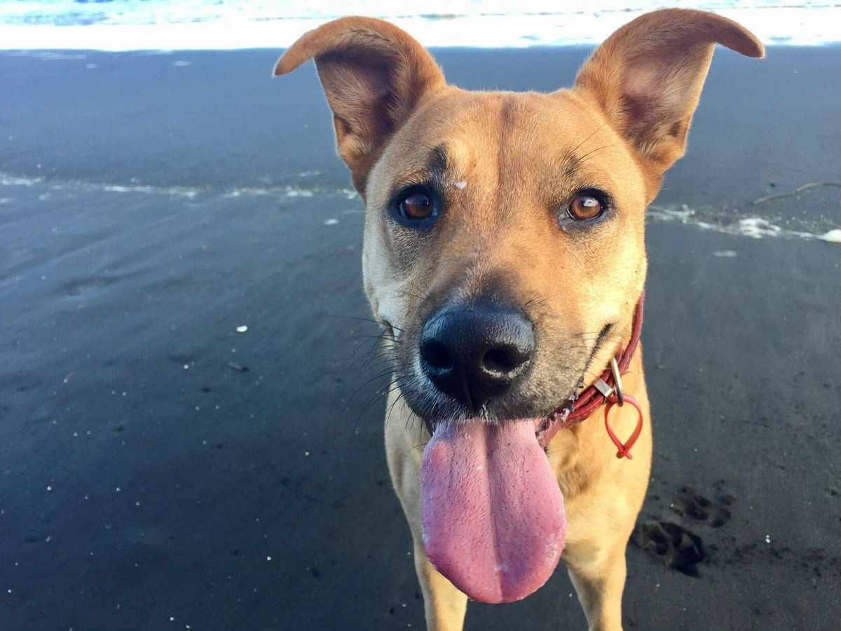 About Farm Tails | Our Doggy Daycare & Farm Adventures | Farm Tails