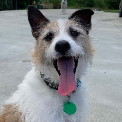 About Farm Tails | Our Doggy Daycare & Farm Adventures | Farm Tails