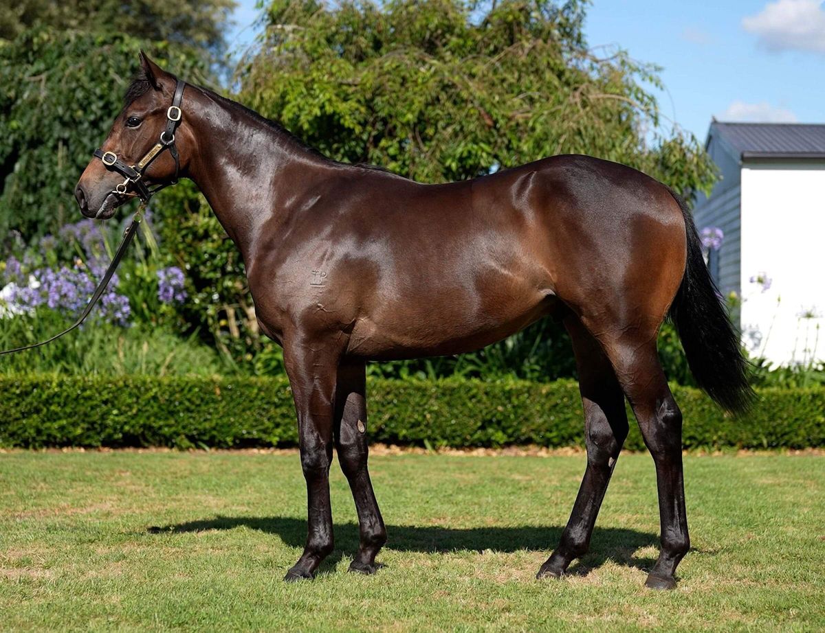 Sales | Highline Thoroughbreds