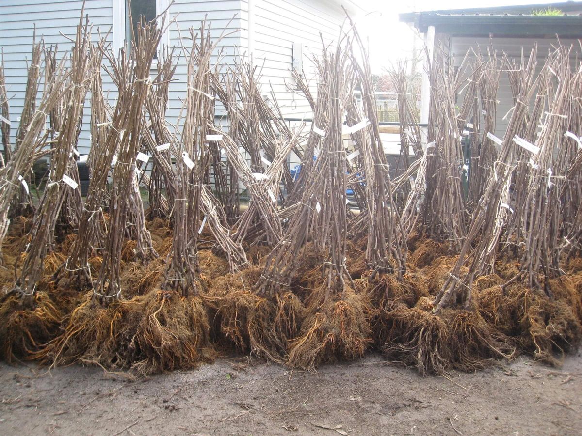 Kiwifruit Rootstock | BH Horticulture Ltd