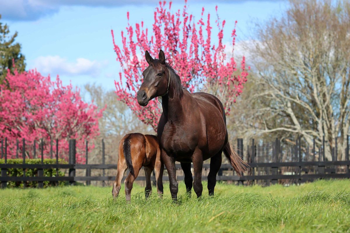 EQUINE HEALTH | New Zealand Thoroughbred Breeders' Association