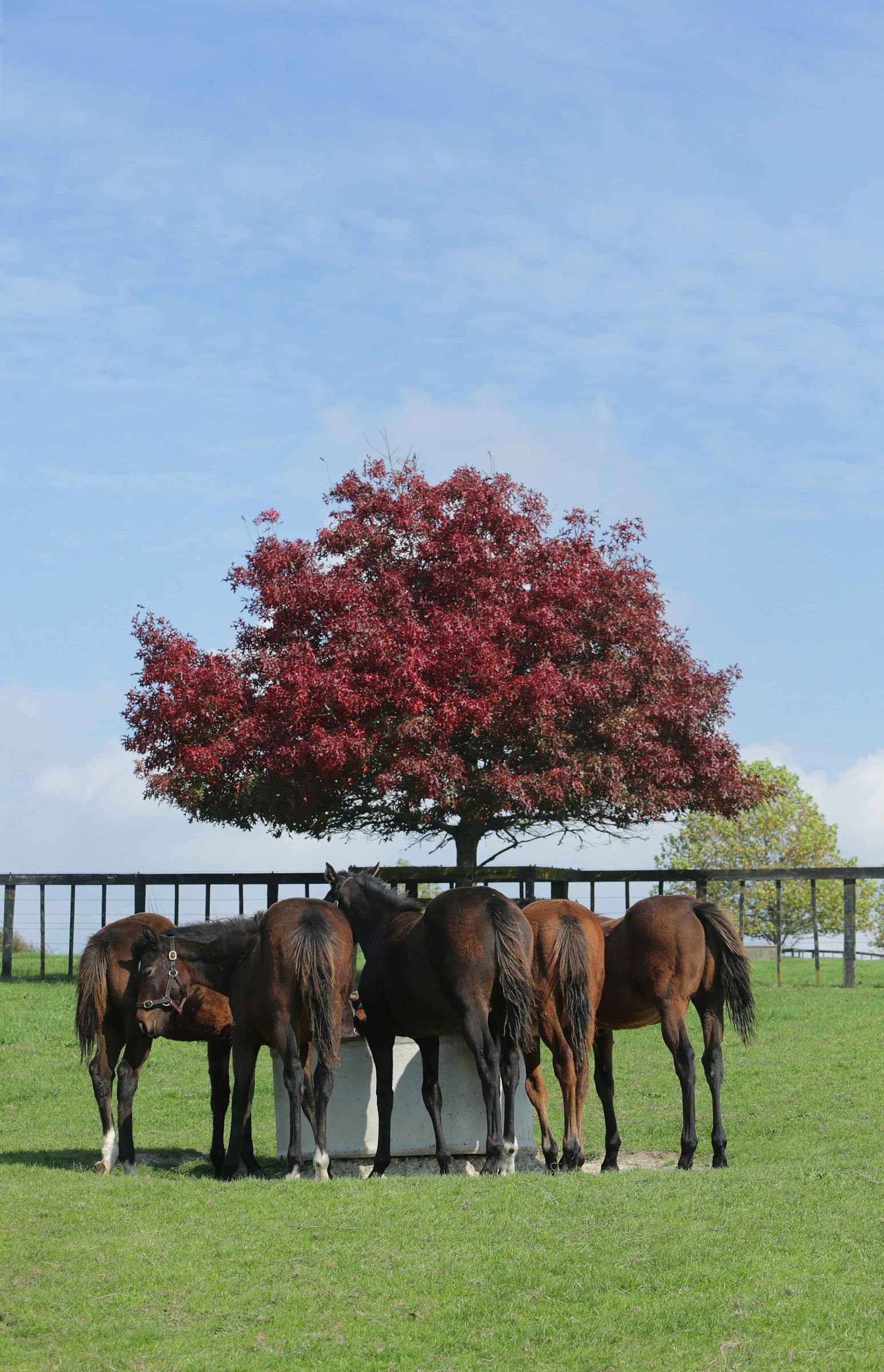 Industry Contacts & Information | New Zealand Thoroughbred Breeders ...