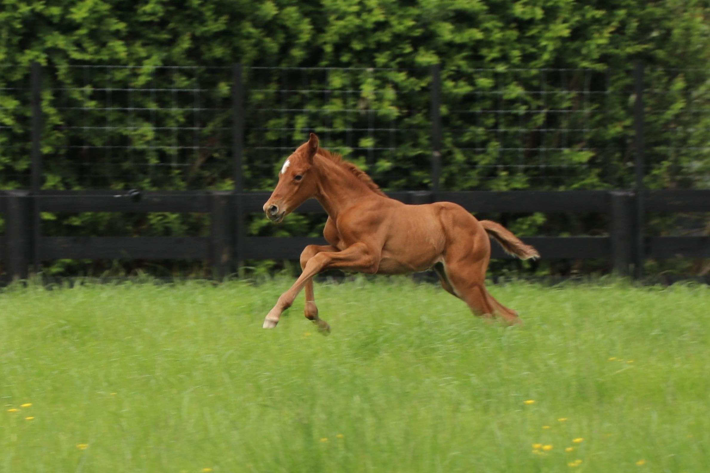 STUD BOOK INFORMATION CENTRE | New Zealand Thoroughbred Breeders ...