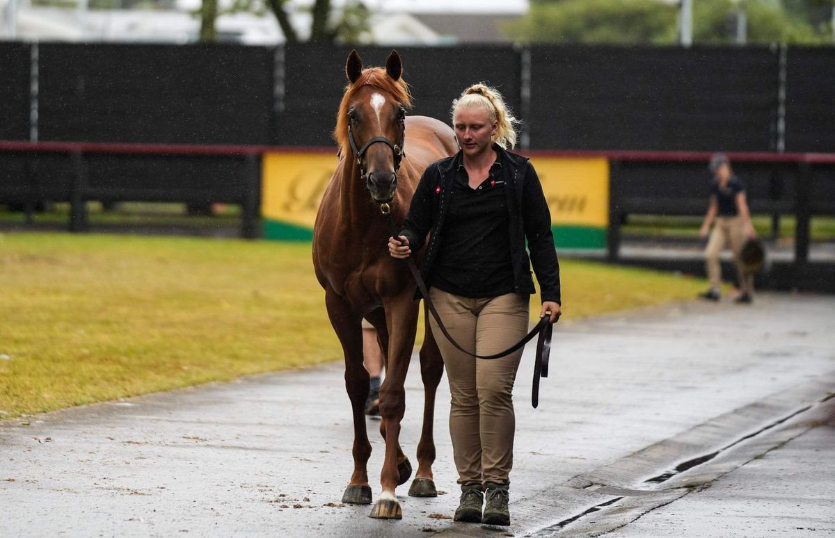 Lot 32 - Karaka 2025 | Pike Racing