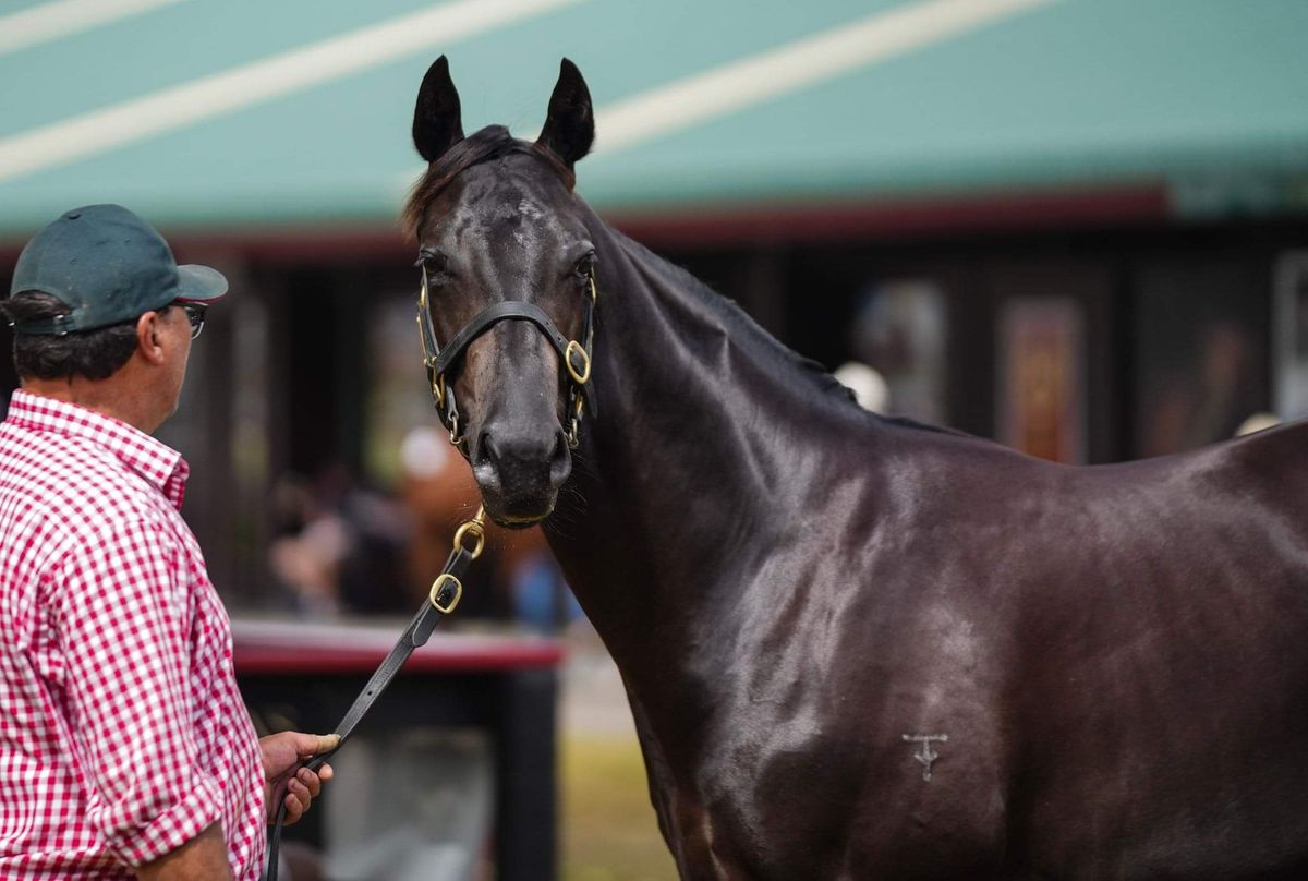 Lot 160 - Karaka 2025 | Pike Racing