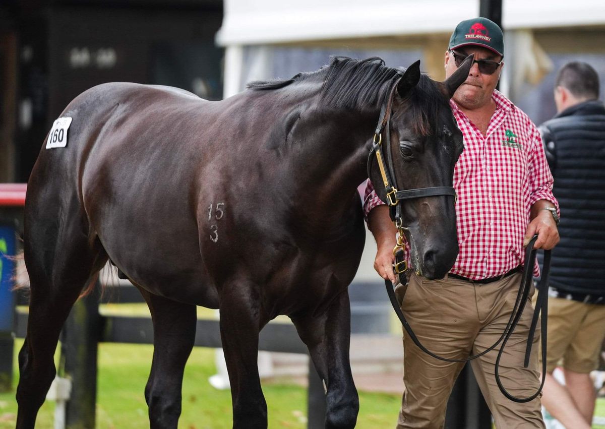 Lot 160 - Karaka 2025 | Pike Racing