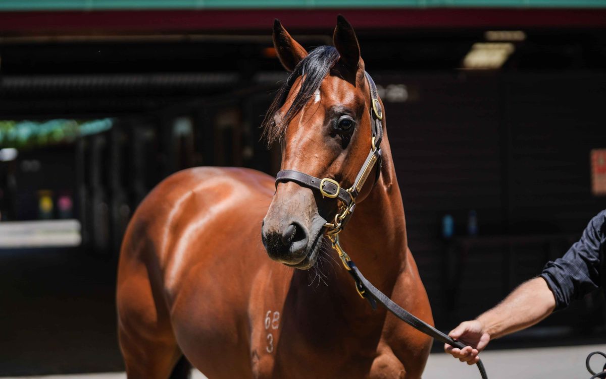 Lot 291 - Karaka 2025 | Pike Racing