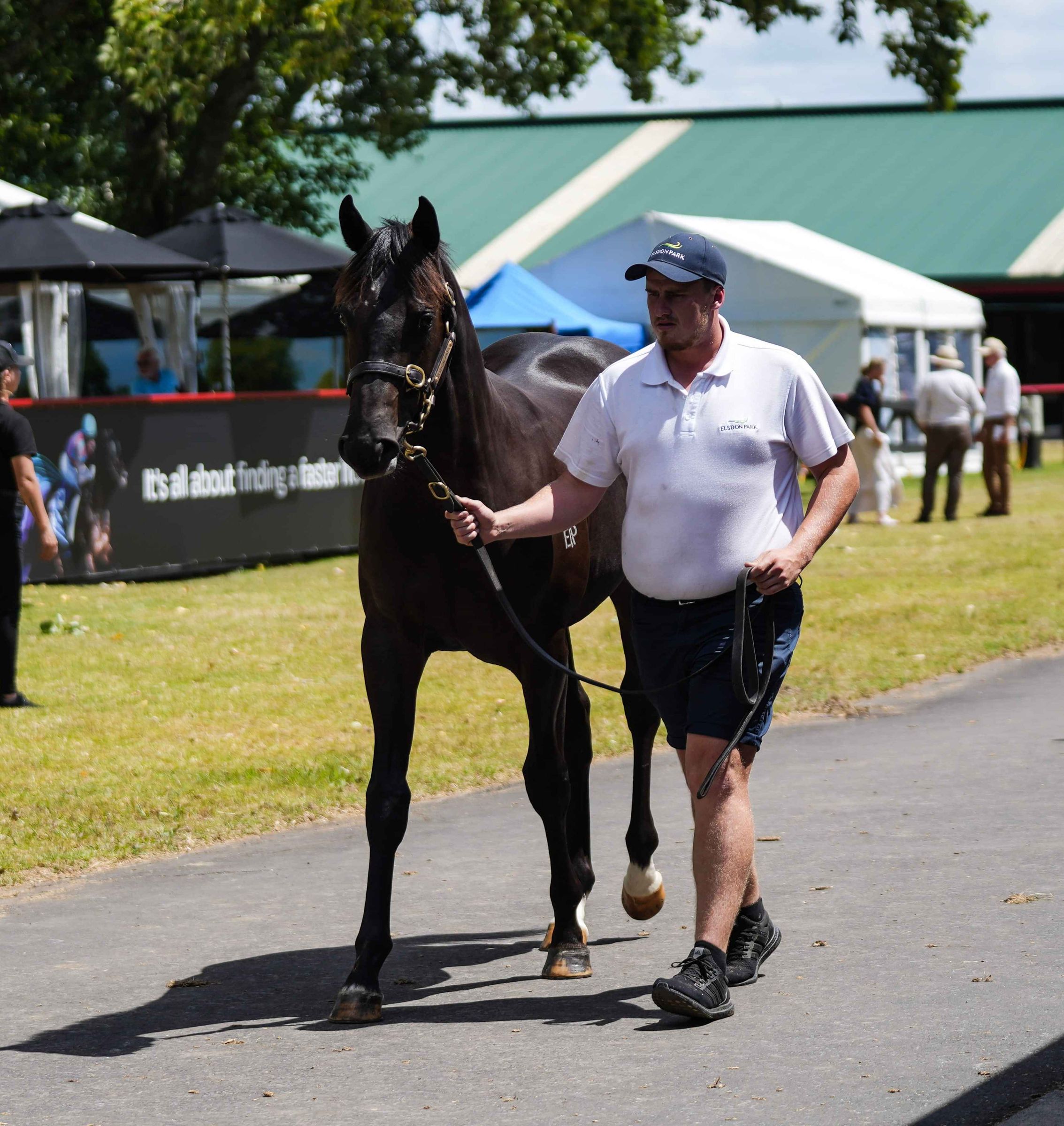 Lot 526 - Karaka 2025 | Pike Racing