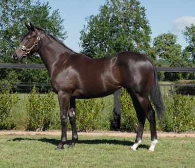 Available Horses | Pike Racing