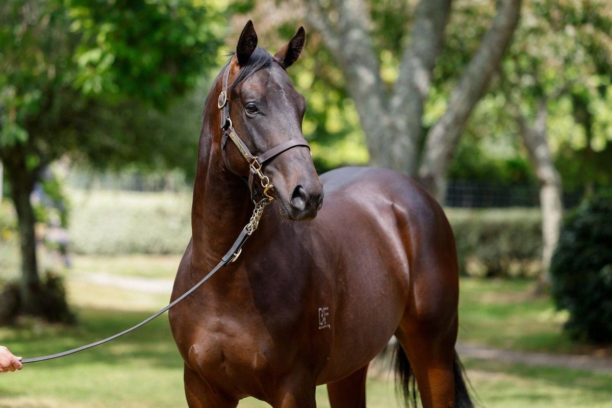 Lot 684 - Karaka 2025 | Pike Racing