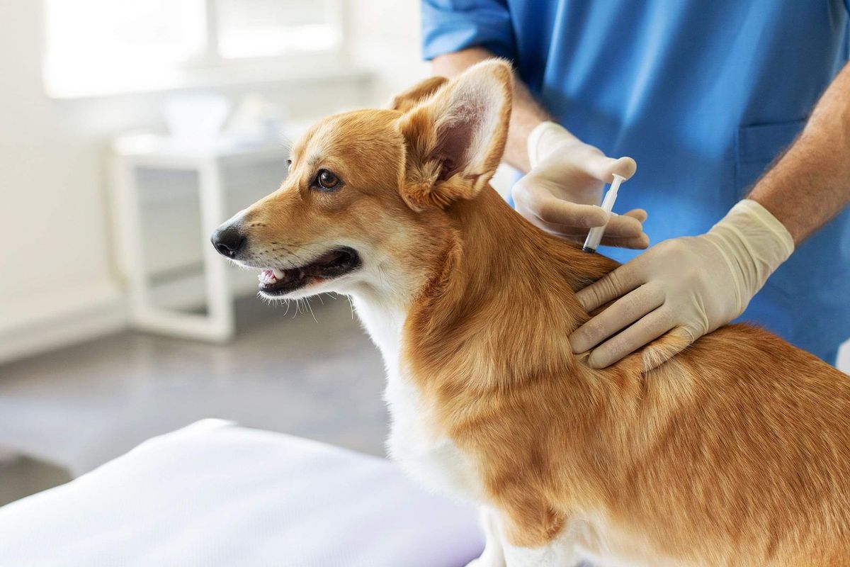 Pet Vaccinations | West Coast Vets