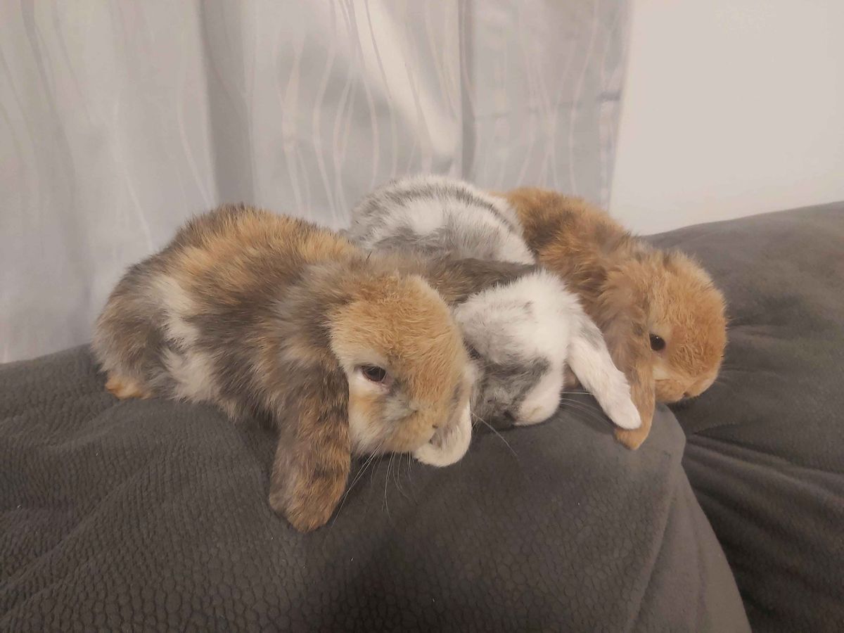 Spur and Snickers June Babies | Bunny Bungalow