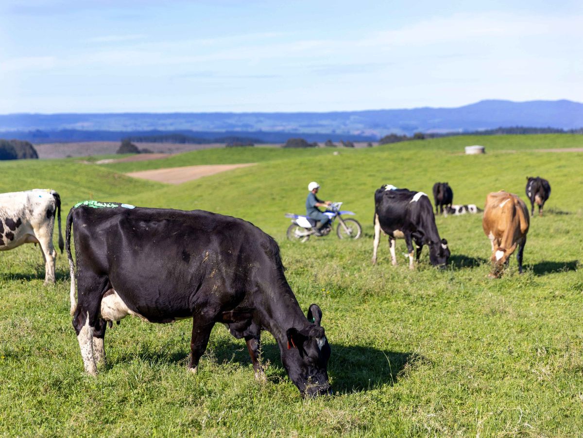 Dairy