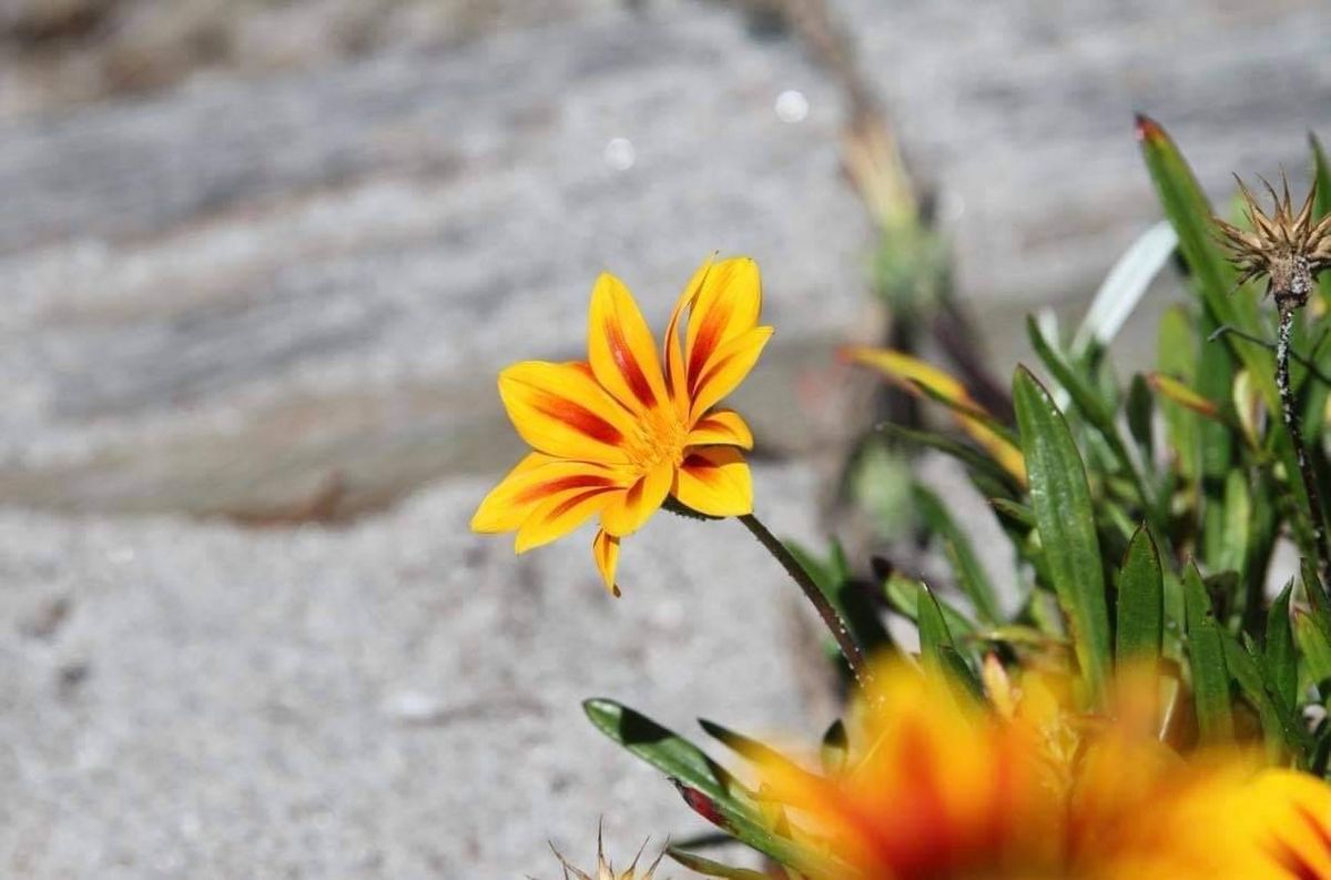 Explore Pukehina Beach in Bay of Plenty | Beach Rentals Pukehina BOP