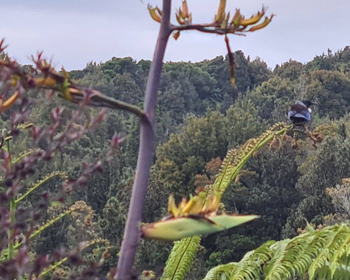 NZ Native Plants