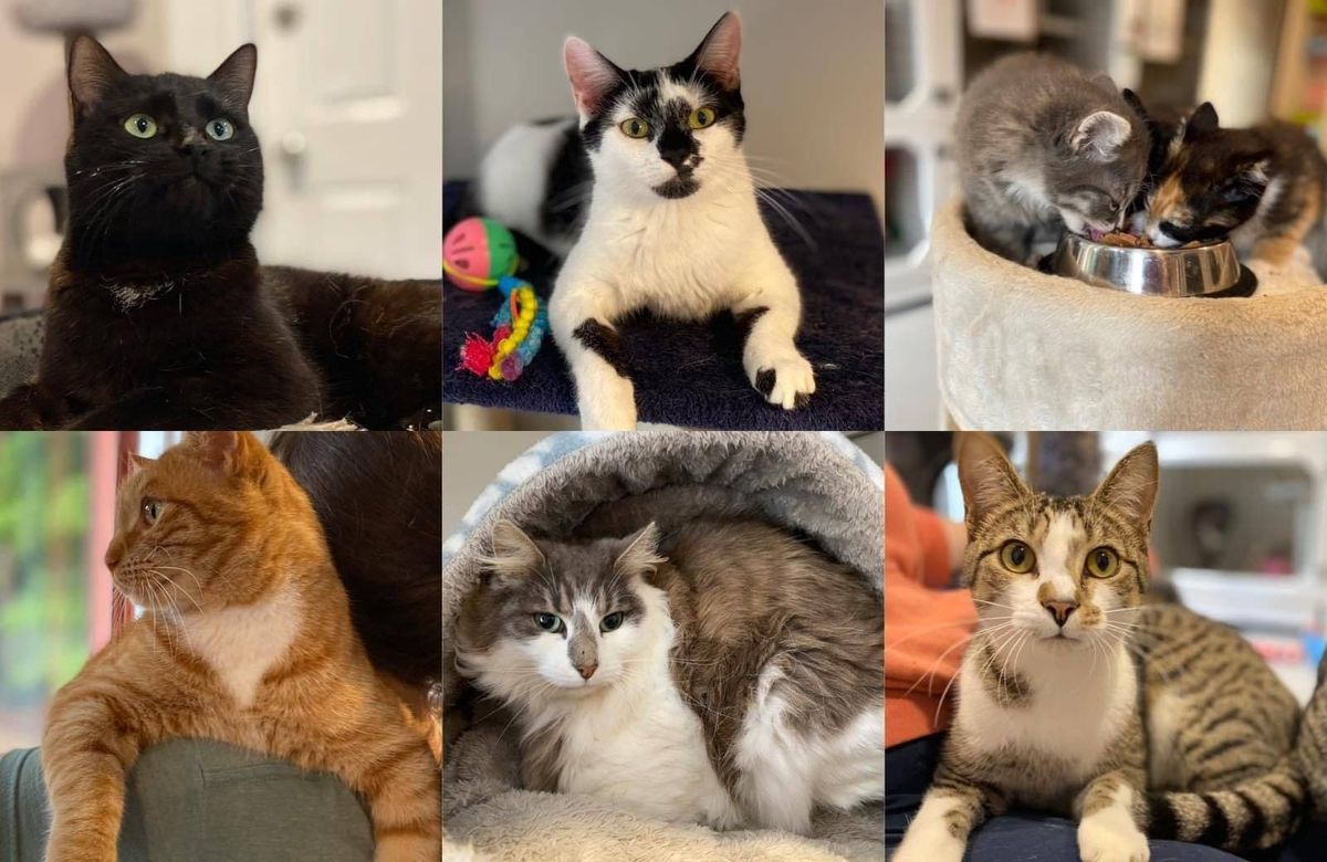 Home | PAWS 4 LIFE