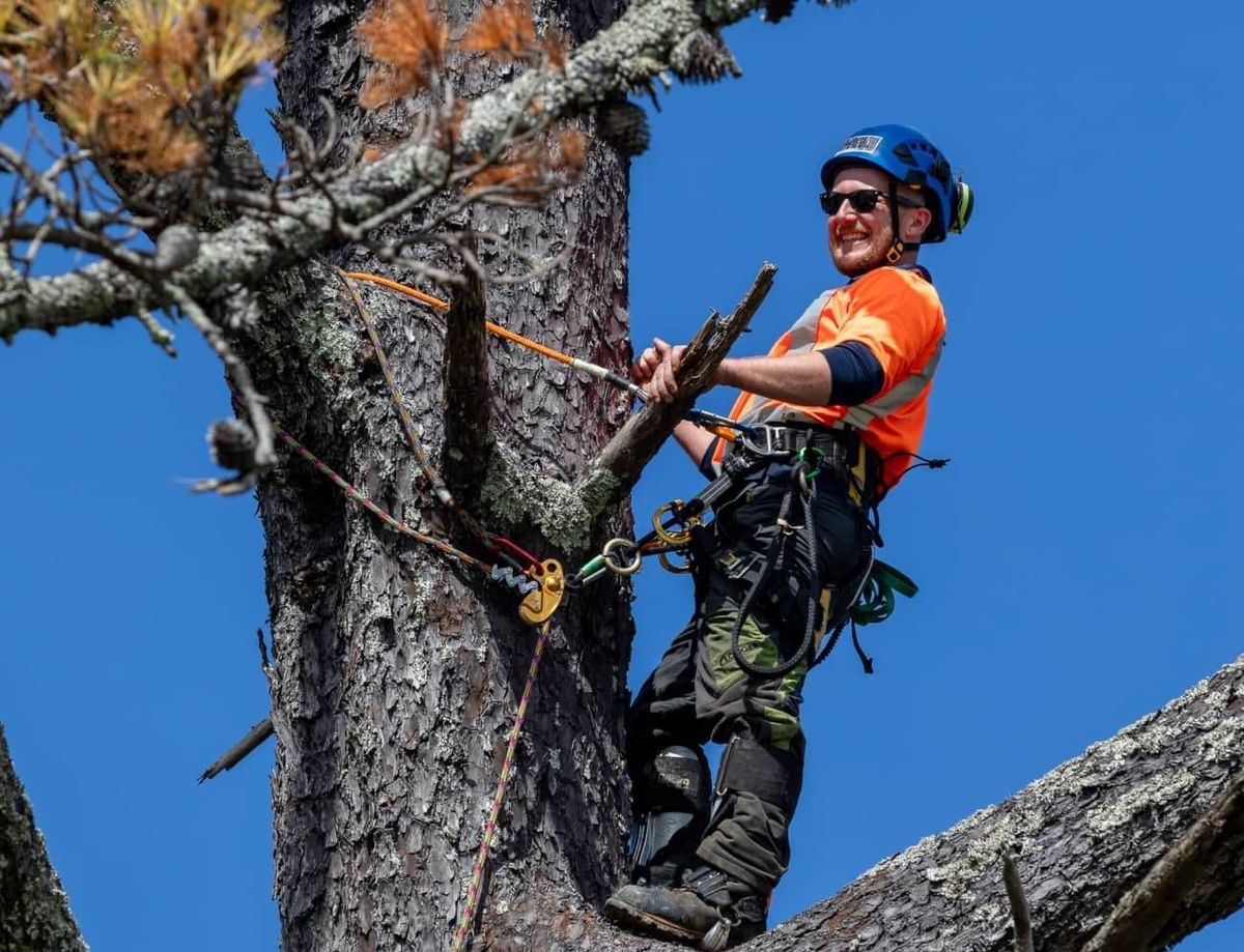 Tree Services Auckland | DS Trees Auckland Arborists