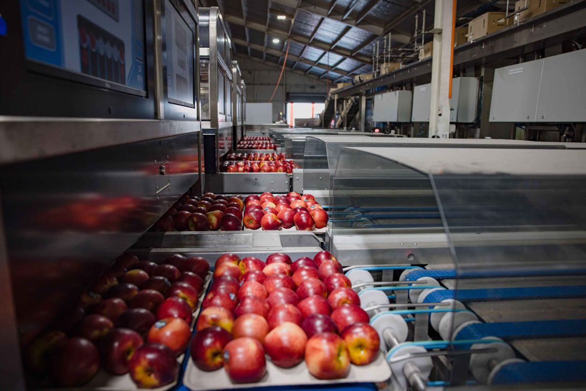 Automated Fruit Packing Solutions | Hawk Technology