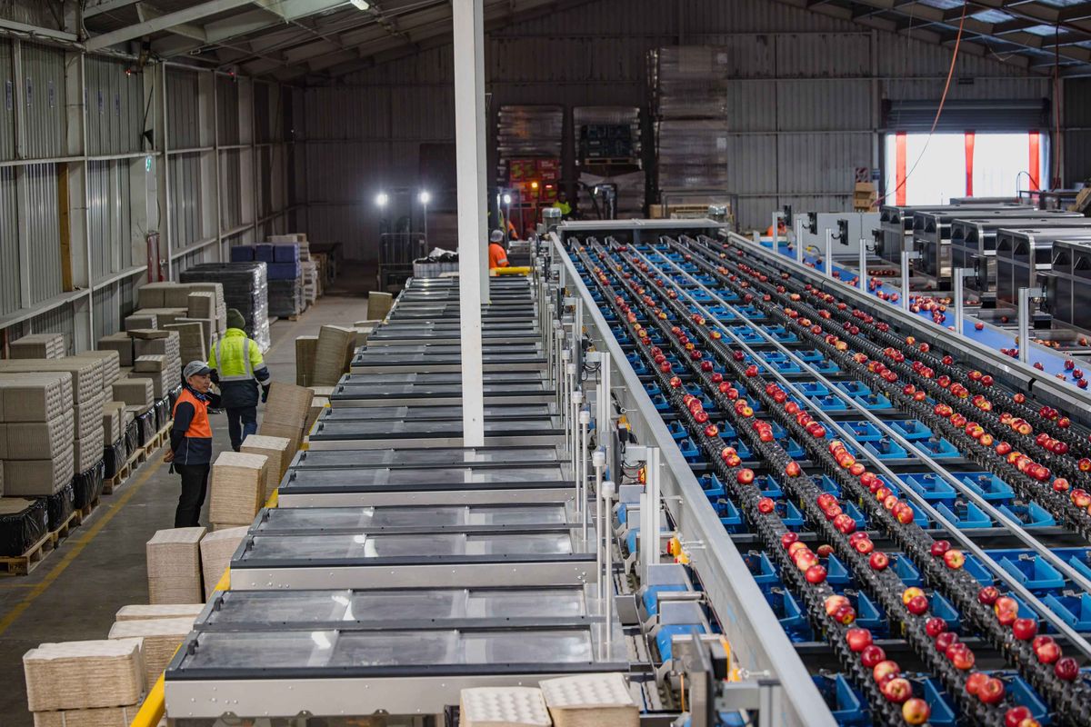 Apple Processing Equipment | Hawk Technology