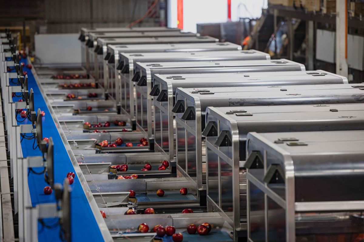 Packhouse Technology Solutions | Hawk Technology