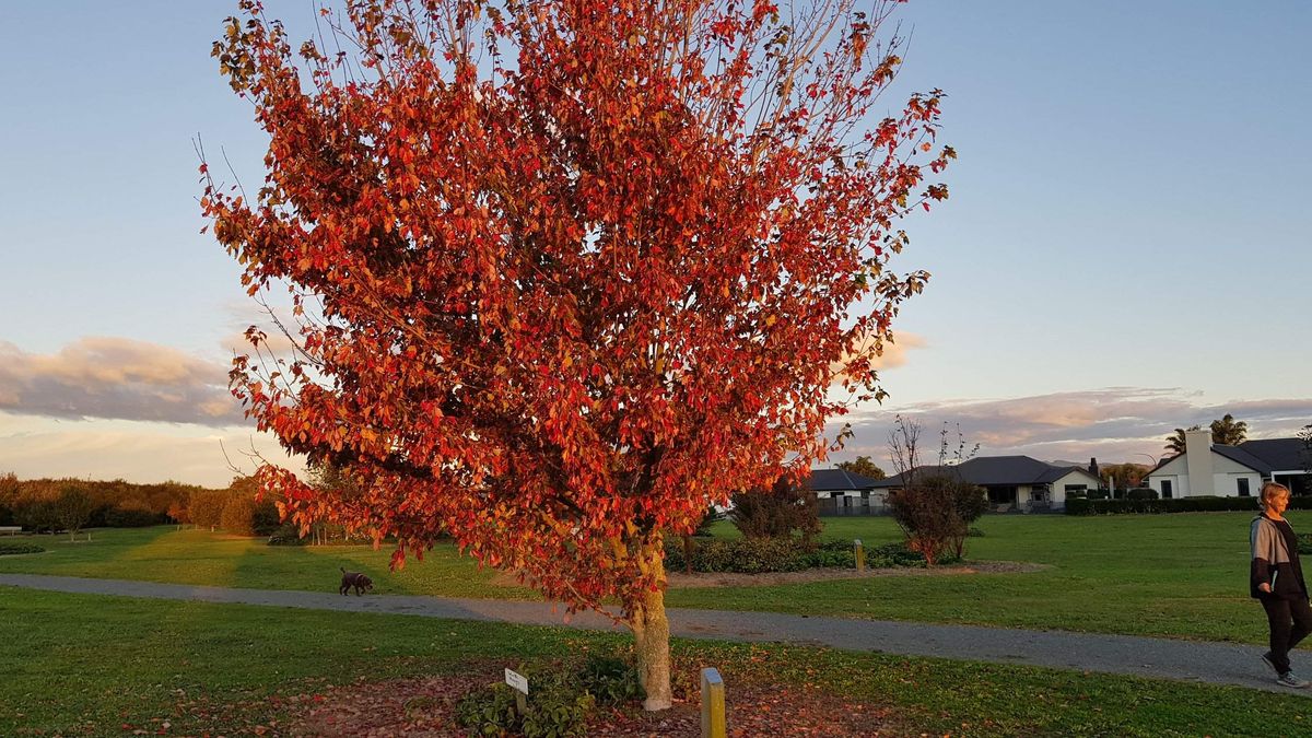 Cambridge Tree Trust | Maple Arboretum