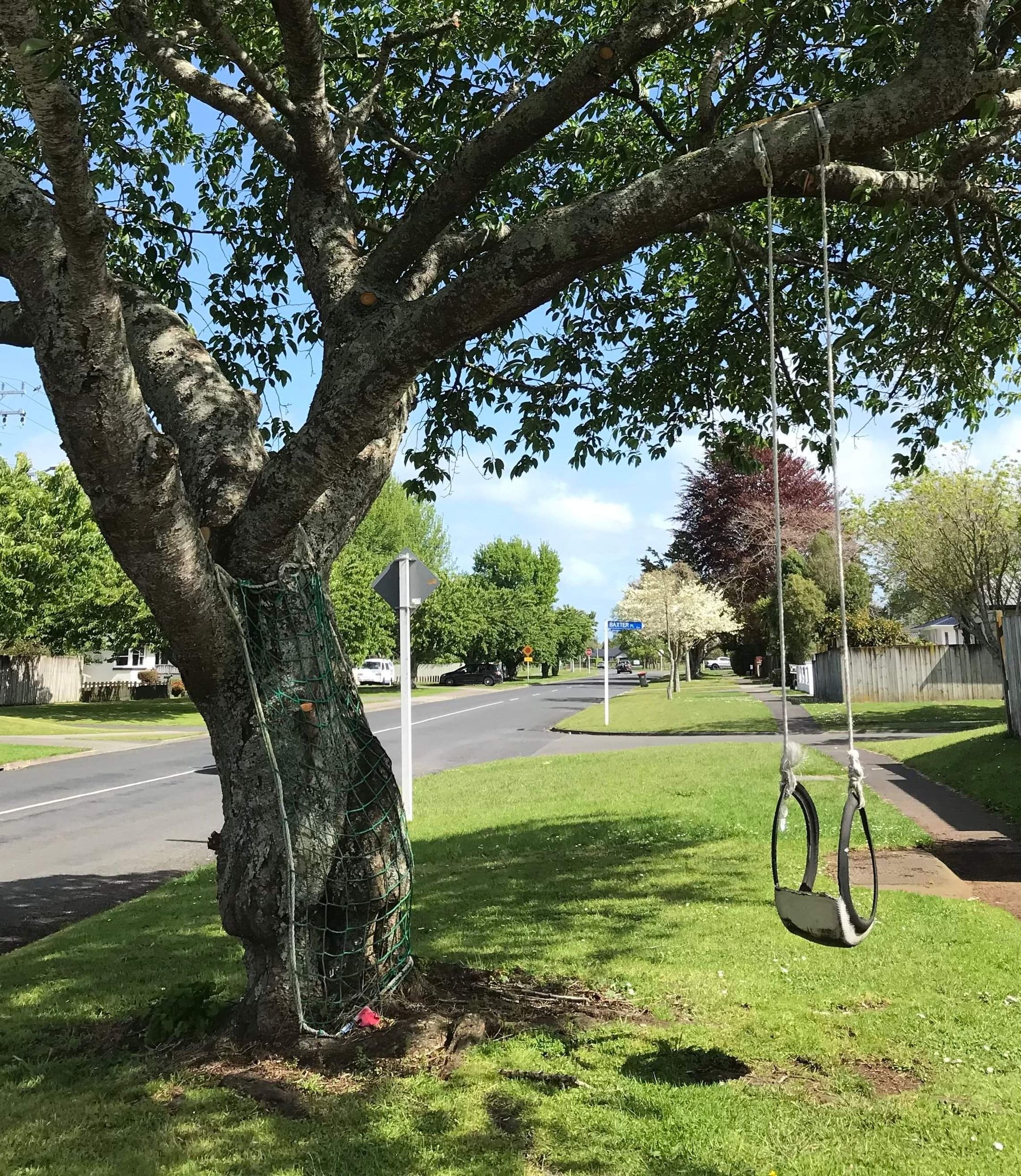 Cambridge Tree Trust | Green Infrastructure