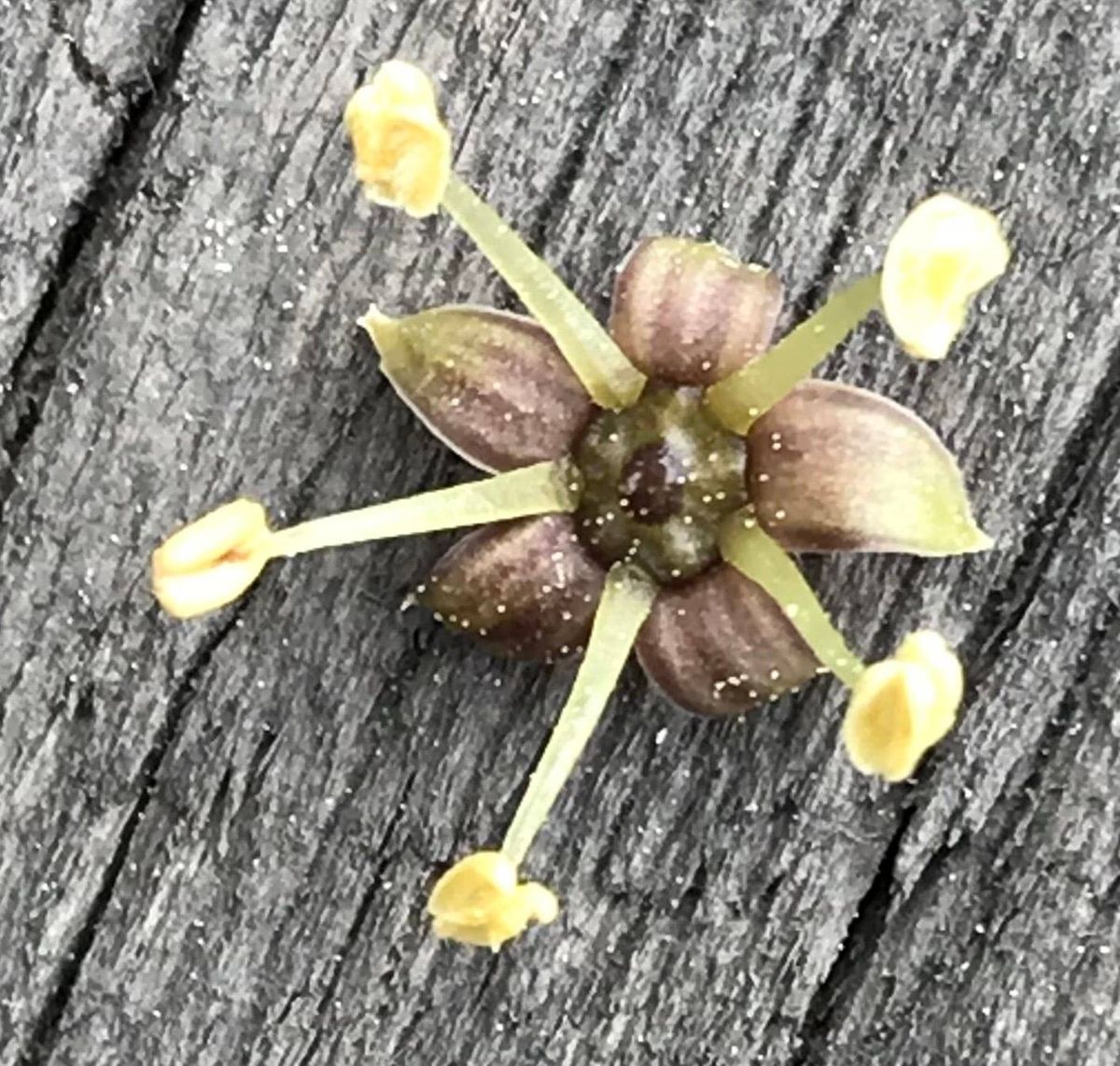 Cambridge Tree Trust | Five-finger