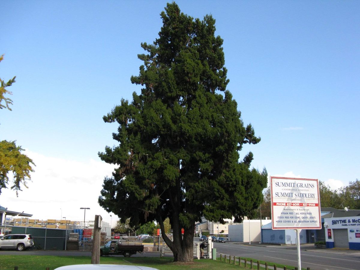Cambridge Tree Trust | Rimu