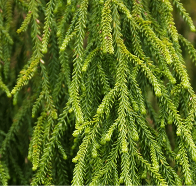 Cambridge Tree Trust | Rimu
