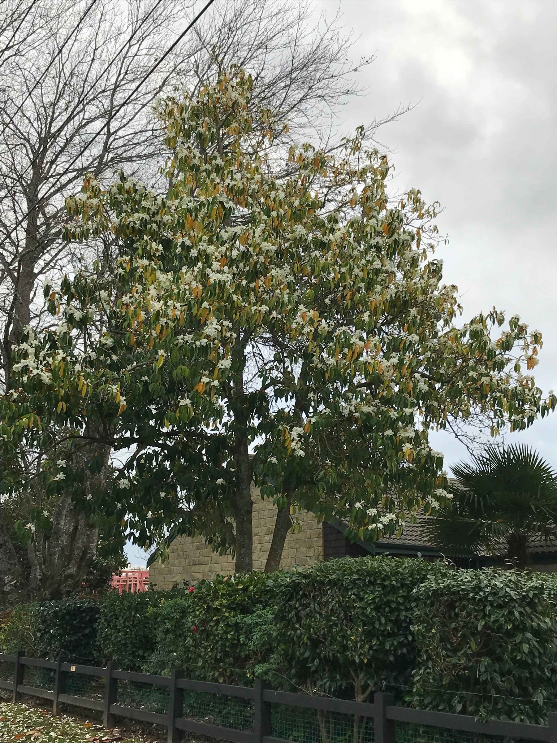 Cambridge Tree Trust | Michelia
