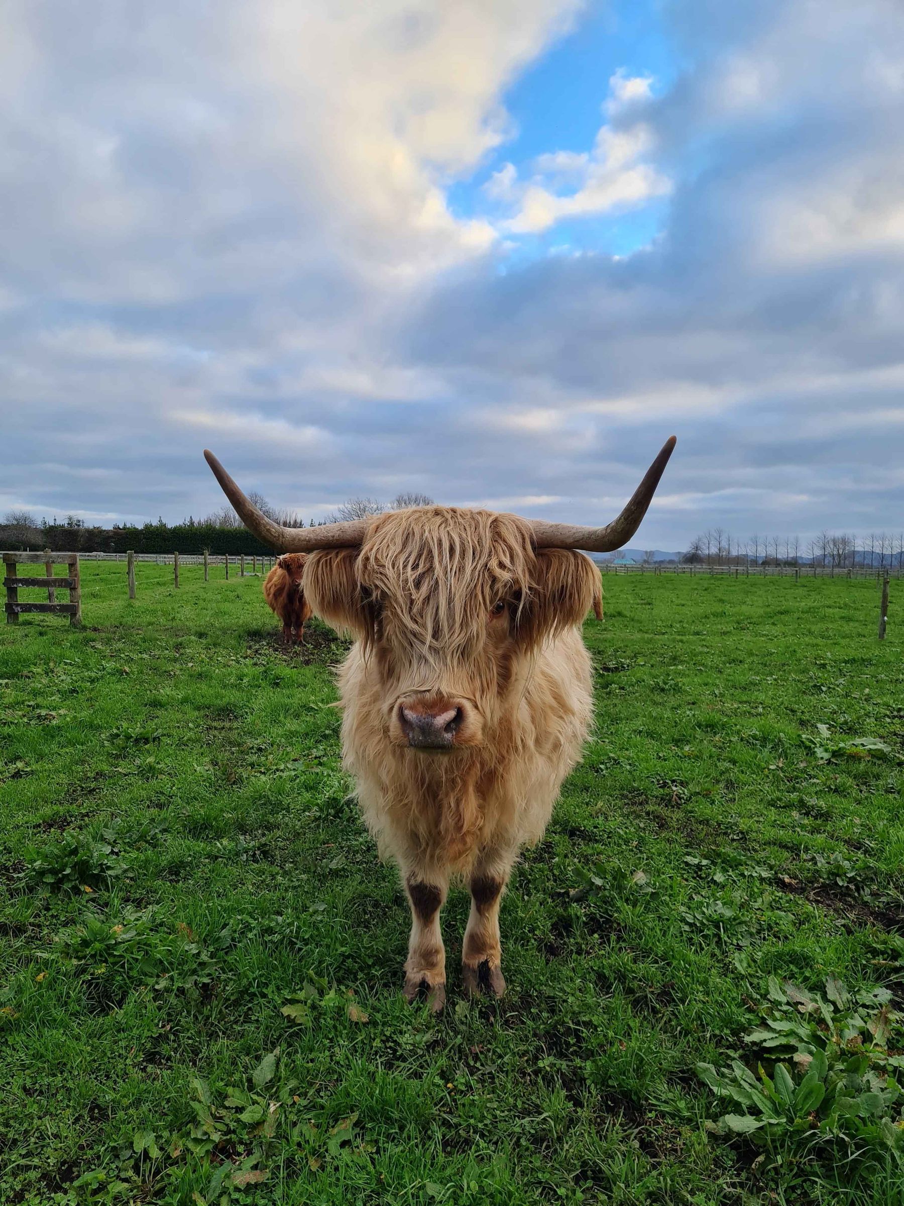 Highland Cow Stud | Ralph Ranch NZ