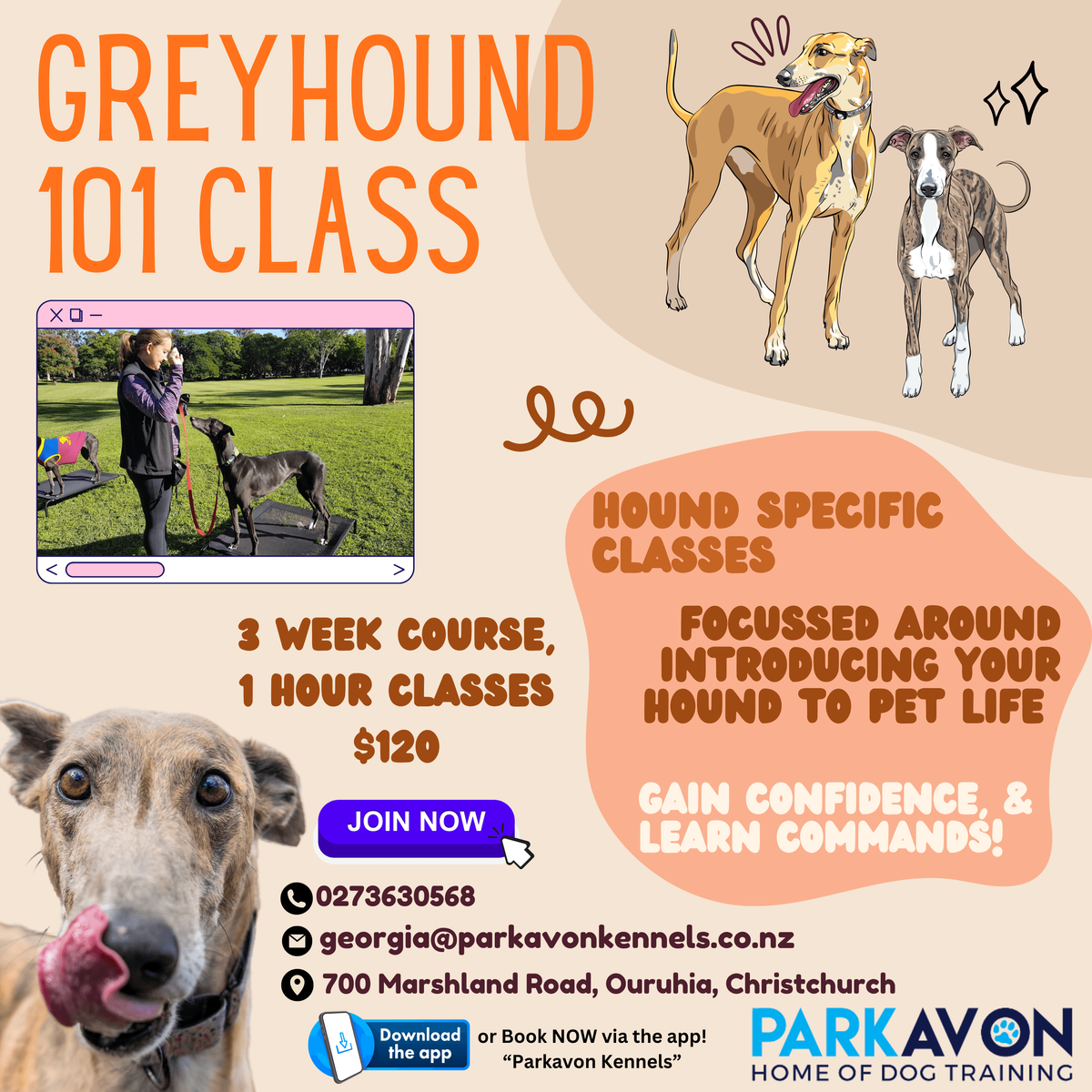 Parkavon Dog Training | Greyhound 101 Class