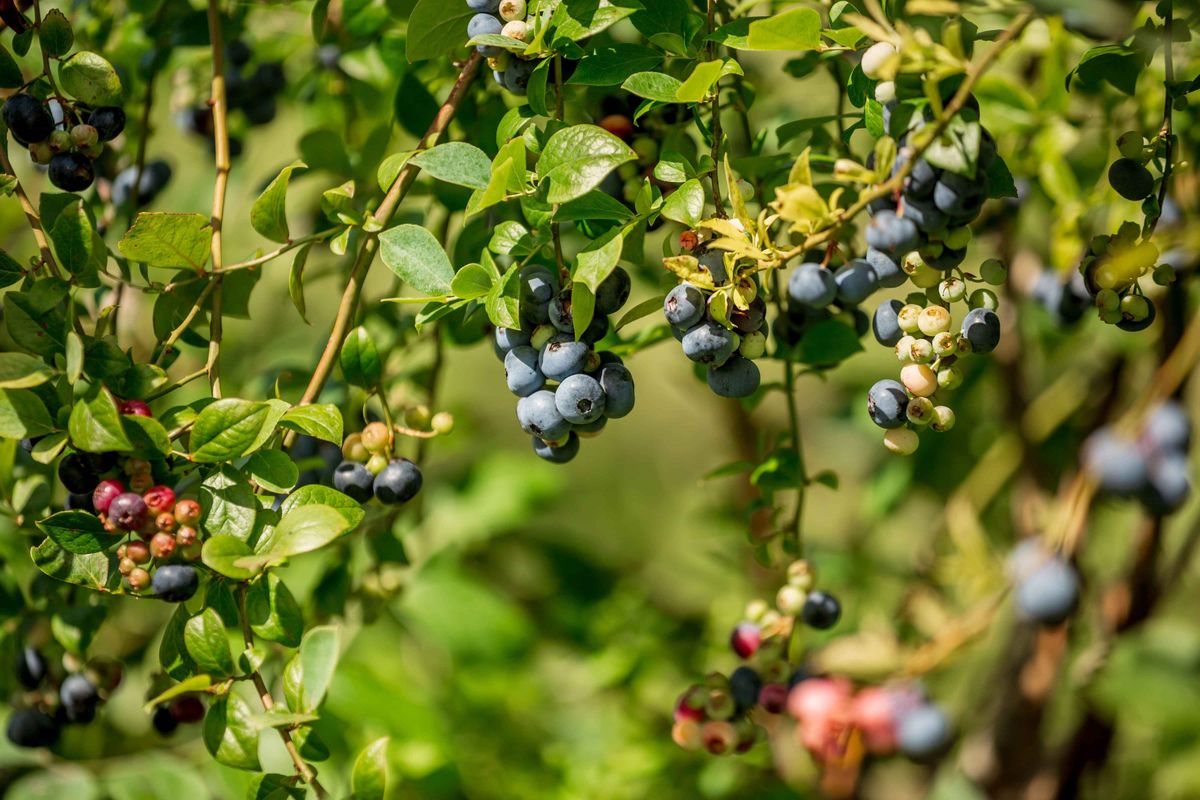 Berry Care | Tips from Piopio Berry Orchard | Piopio Berry Orchard