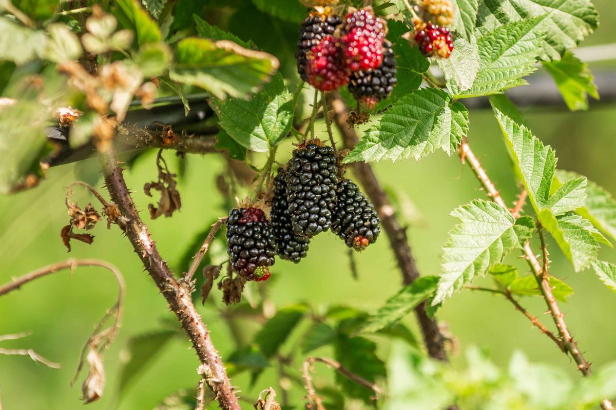 Berry Care | Tips from Piopio Berry Orchard | Piopio Berry Orchard