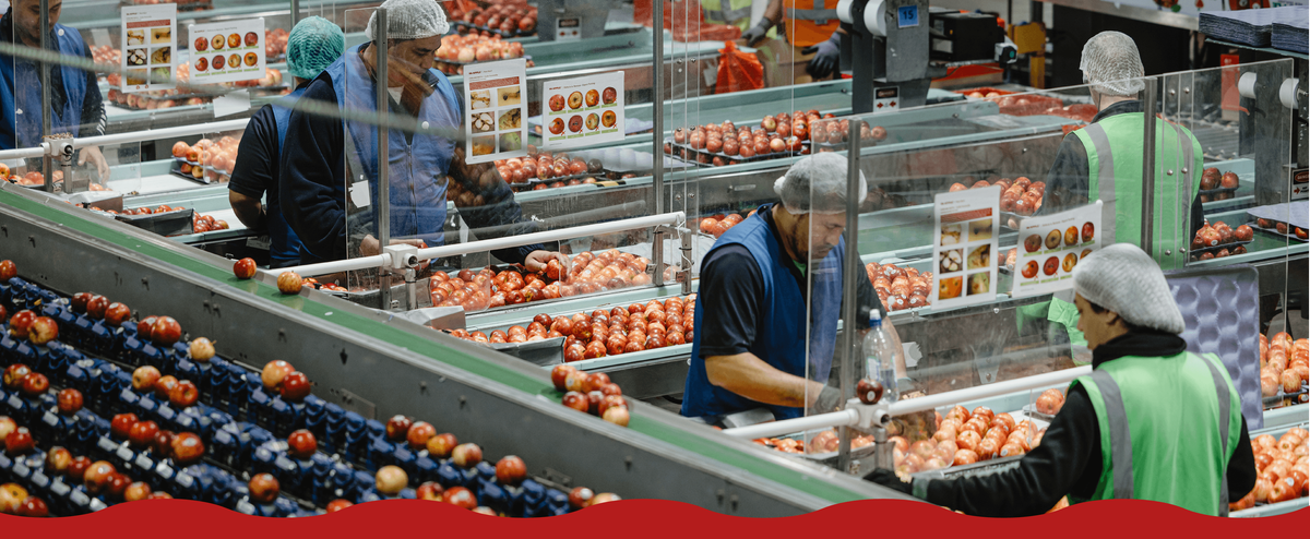 Sustainable Fruit Packing Customers | Hawk Group