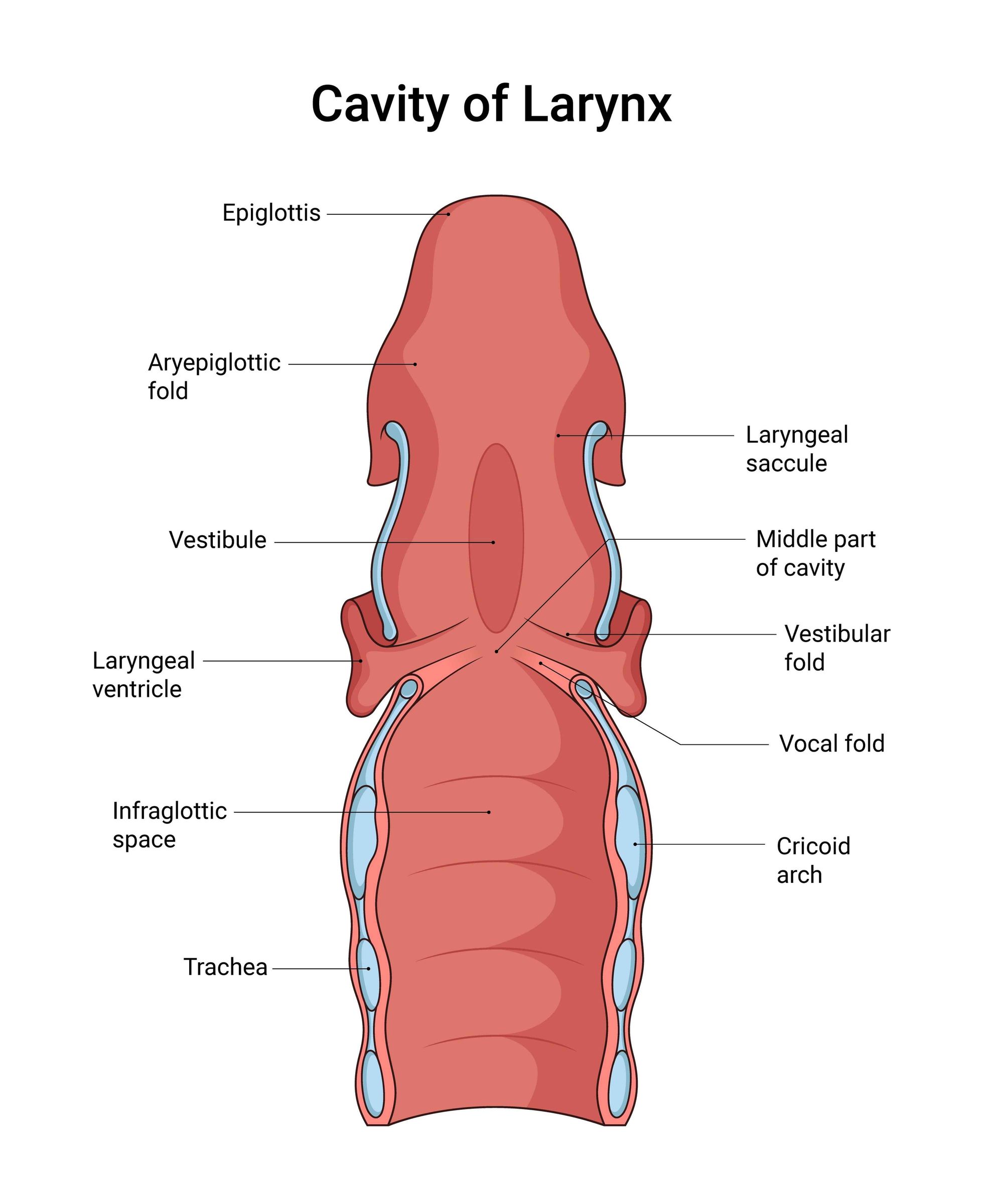 Voice & Swallowing Problems Palmerston North | ENT Central