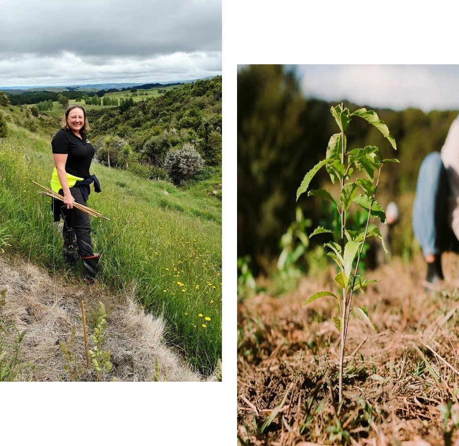 Sustainable Native Afforestation Solutions | Balanced Forestry