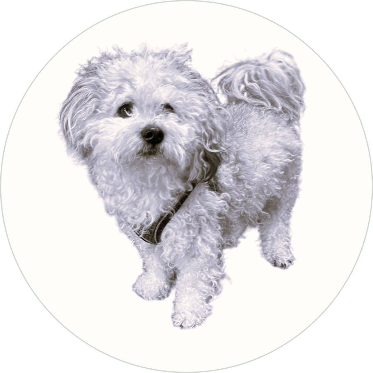 Meet Peanut: Our Chief Fetch Officer | Holmes Architecture